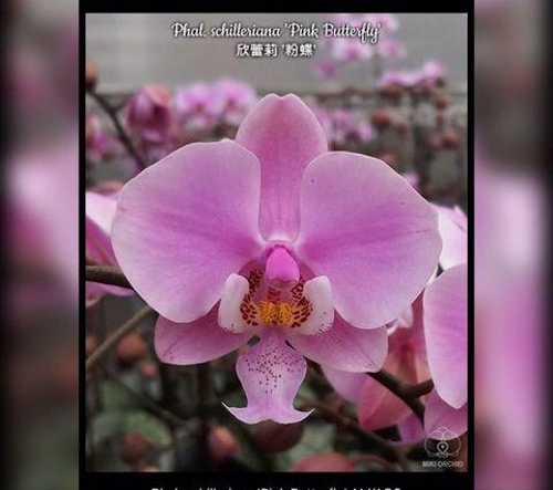 Орхидея Phal. Schileriana ‘ Pink Butterfly’ AM/AOS