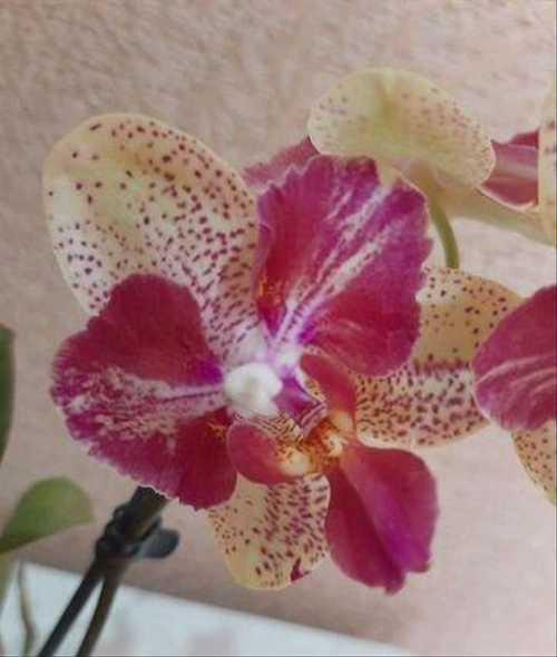 Орхидея фаленопсис Мутант
