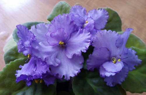 Сортовые фиалки