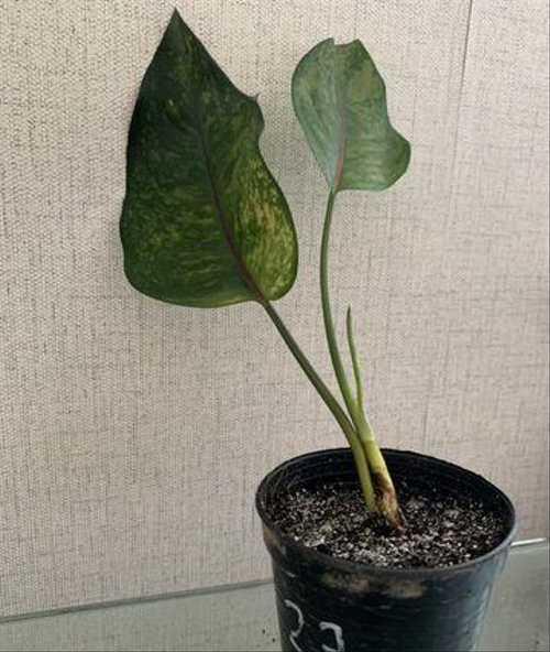 Aglaonema Heng-heng