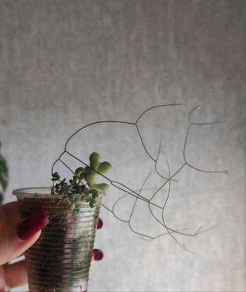 Schizobasis intricata