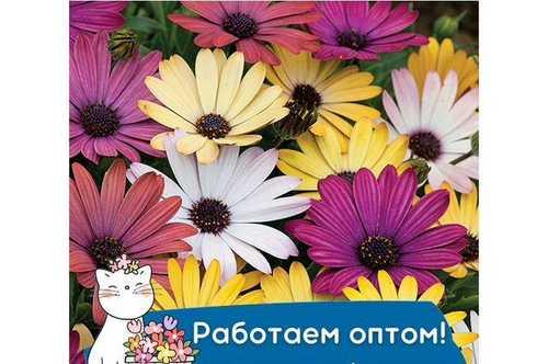 Рассада цветов опт