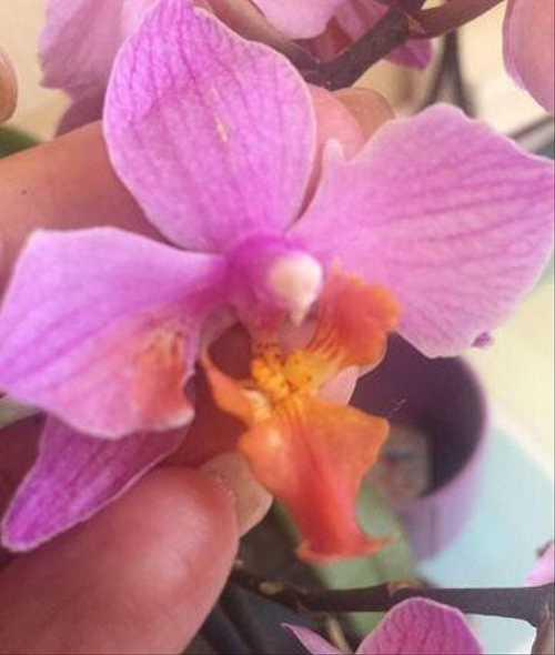Орхидея фаленопсис Santa Ros бабочка