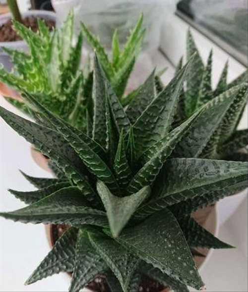 Хавортия лимолистная Haworthia limifolia