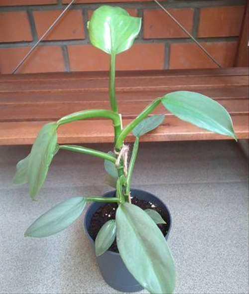 Филодендрон Сильвер Квин Philodendron Silver Queen
