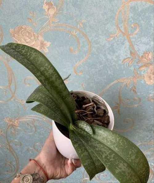 Орхидея фаленопсис Стюартиана Пико Чип