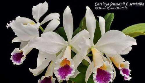 Cattleya jenmanii var. Semi Alba "Pincelada"