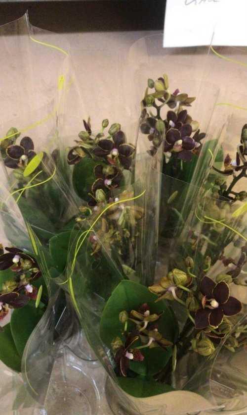 Орхидея фаленопсис сортовые 94730 тёмные шоколандн
