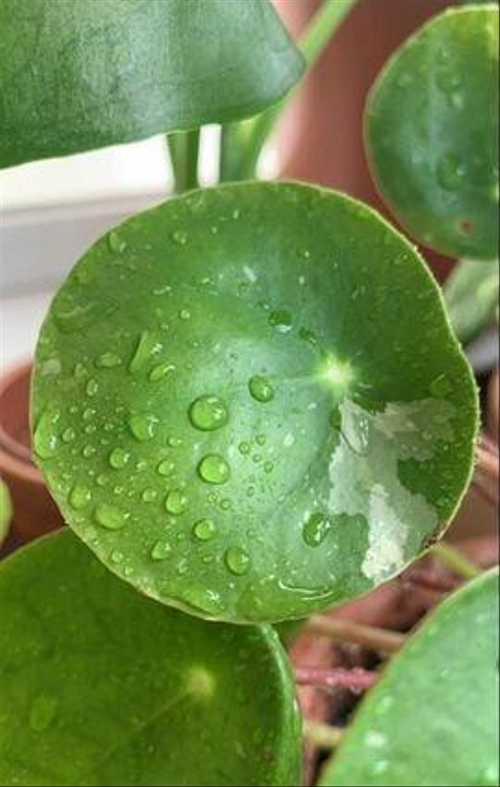 Pilea Peperomioides “White splash”