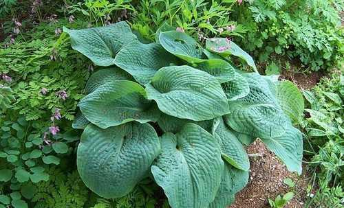 Хоста Зибольда "Элеганс" (Hosta Sieboldiana Elegan