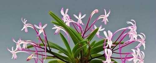 Орхидея Neofinetia Falcata Shutenno