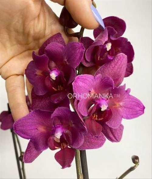 Орхидея фаленопсис Паваротти бабочка+трилипс
