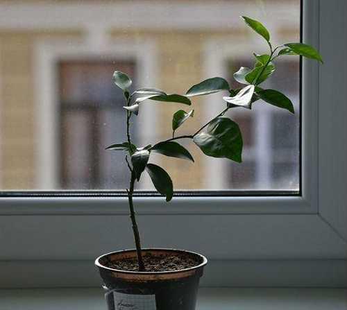 Апельсин привитый плодоносящий. Ovale Calabrese