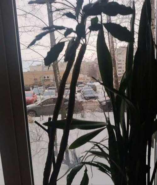 Пальма юкка