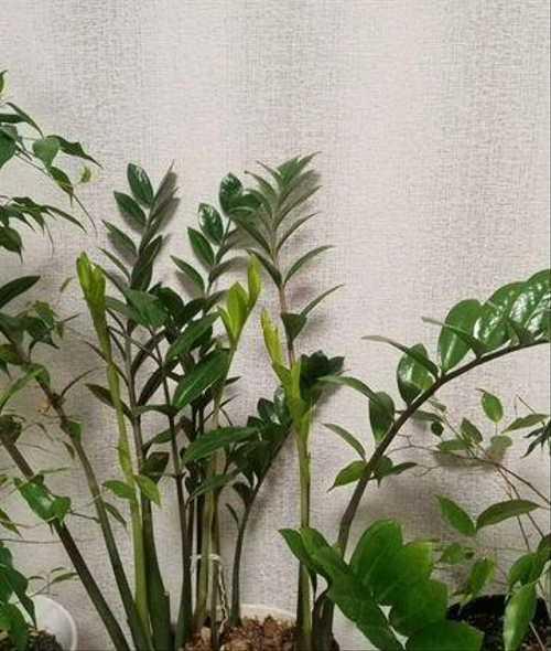 Гибискус китайская роза, Замиокулькас