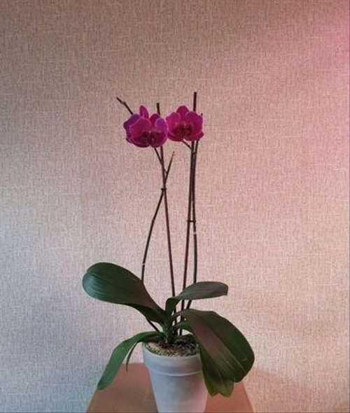 Орхидея Фаленопсис "Стеленбош" бабочка