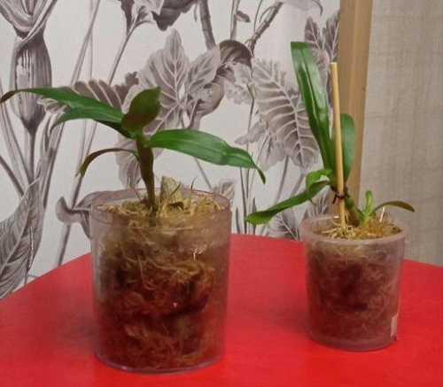 Орхидея дендробиум Нобиле star dast
