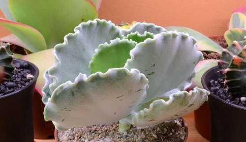 Cotyledon Undulata (Котиледон Волнистый) (SCT28500