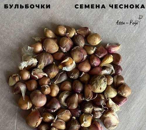 Семена чеснока бульбочки сорт подмосковный 30 гр