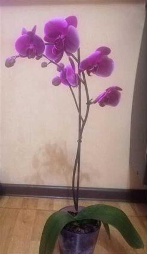 Орхидея фаленопсис претория
