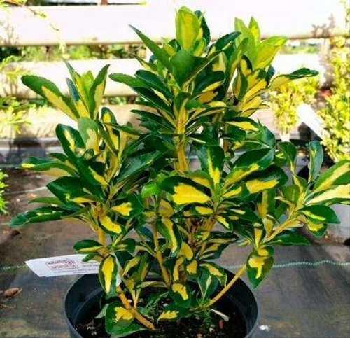 Бересклет японский Экстаз (Euonymus japonica Extaz