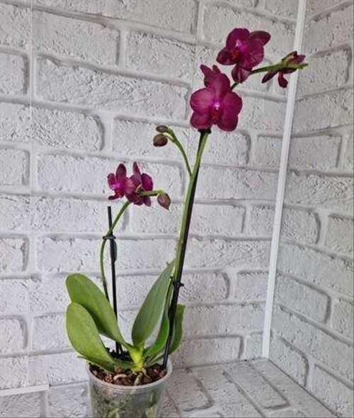 Орхидея фаленопсис Sogo Relex