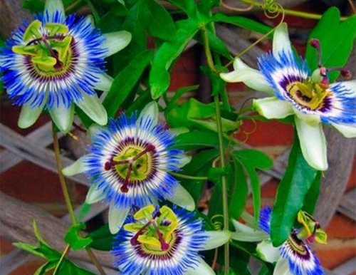 Пассифлора