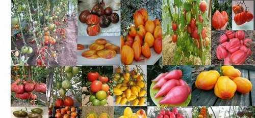 Семена коллекционных и урожайных сортов томатов