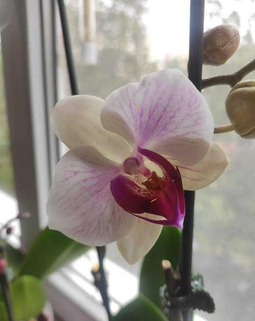 Орхидея фаленопсис red lips 5 цветоносов