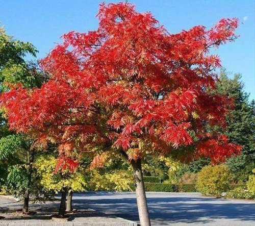 Саженцы рябины смешанной 'Додонг'