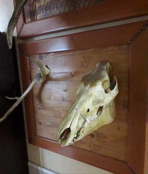 Череп кабана на пано из морёного дерева