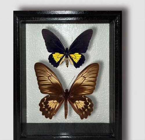 Бабочки в рамке. Oblongomaculatus пара