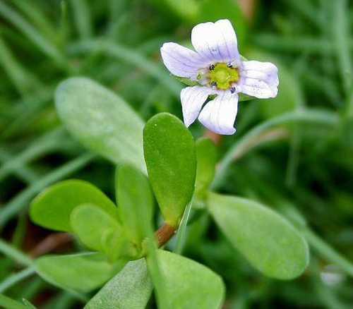 Бакопа Монье и другие полезные растения