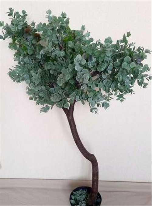 Дерево Эвкалипт искусственное, натуральный ствол