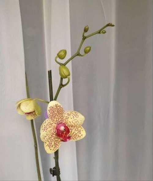 Орхидея фаленопсис Хельсинки / piko fantasy