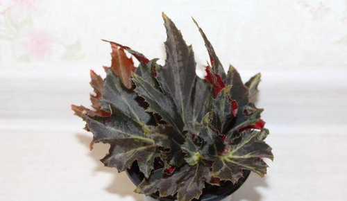 Begonia Flemenco (logee's)