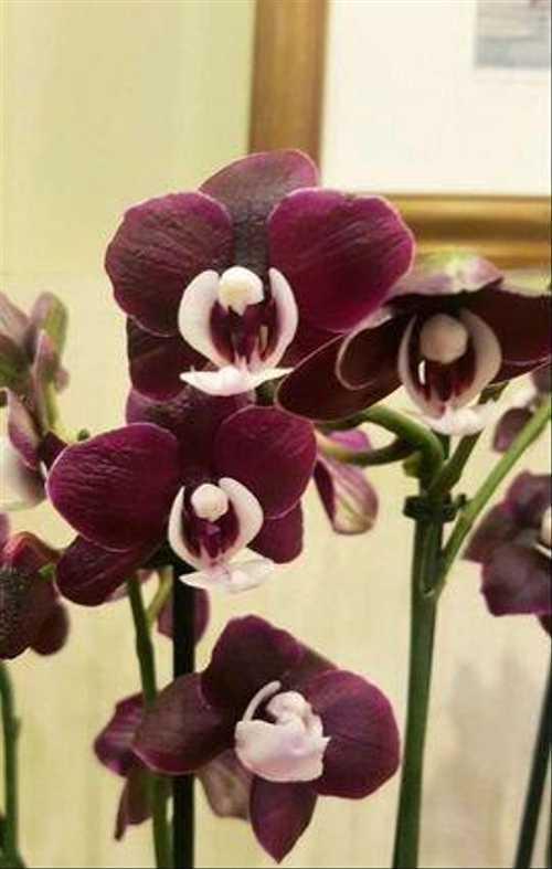 Kaoda Twinkle мультифлора 4 цветоноса орхидея цвет