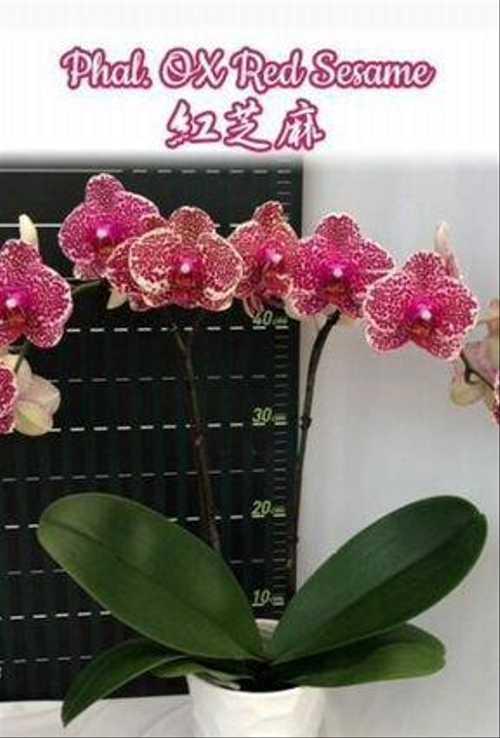 Орхидея взрослая Phal. OX Рэд Сезам в наличии
