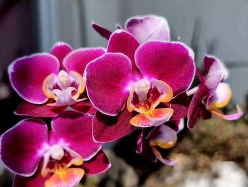 Орхидея фаленопсис P. Coco, мультифлора