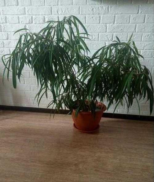 Фикус Бенедикта Али