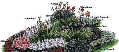 Клумба N 30, Цветение в режиме Non-stop