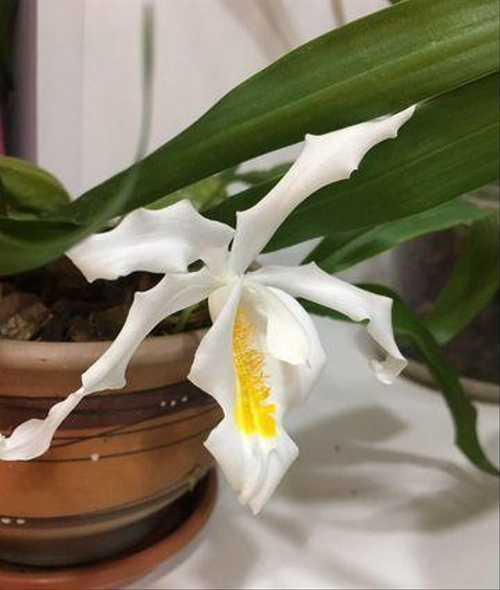 Целогина кристата (Coelogyne cristata), подросток
