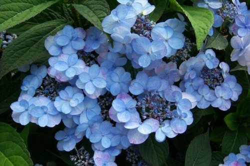 Гортензия серрата Summer Glow