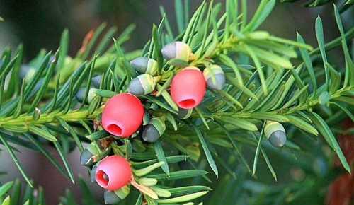 Саженцы тис ягодный 3л, красное дерево, негниючка