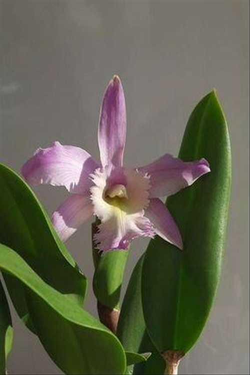 Орхидея каттлея (B.digbyana x C.walkeriana)