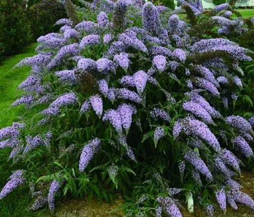 Будлея Давида