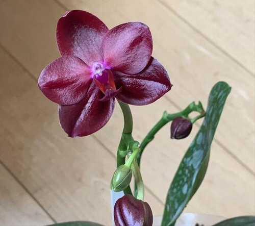 Орхидея Phal. Mituo King Red pepper цветет