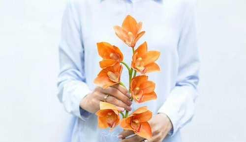 Орхидея цимбидиум гибридный