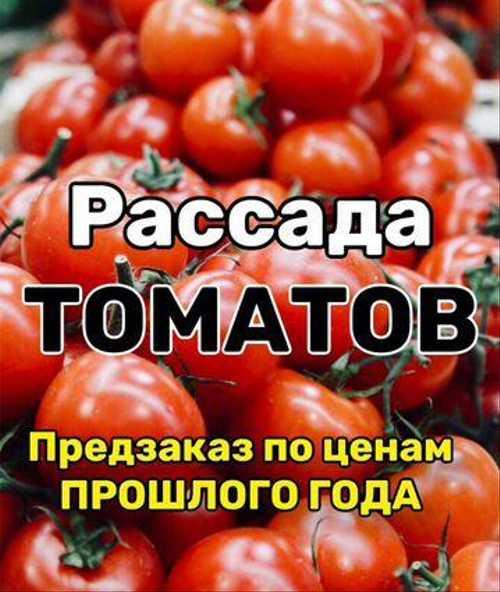 Рассада помидоров