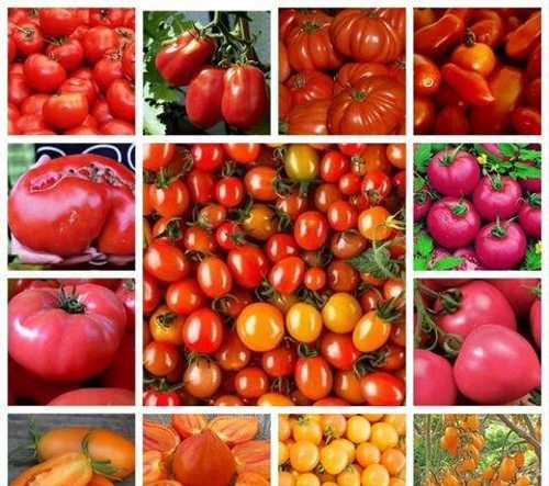 Семена коллекционных томатов 150 сортов Доставка